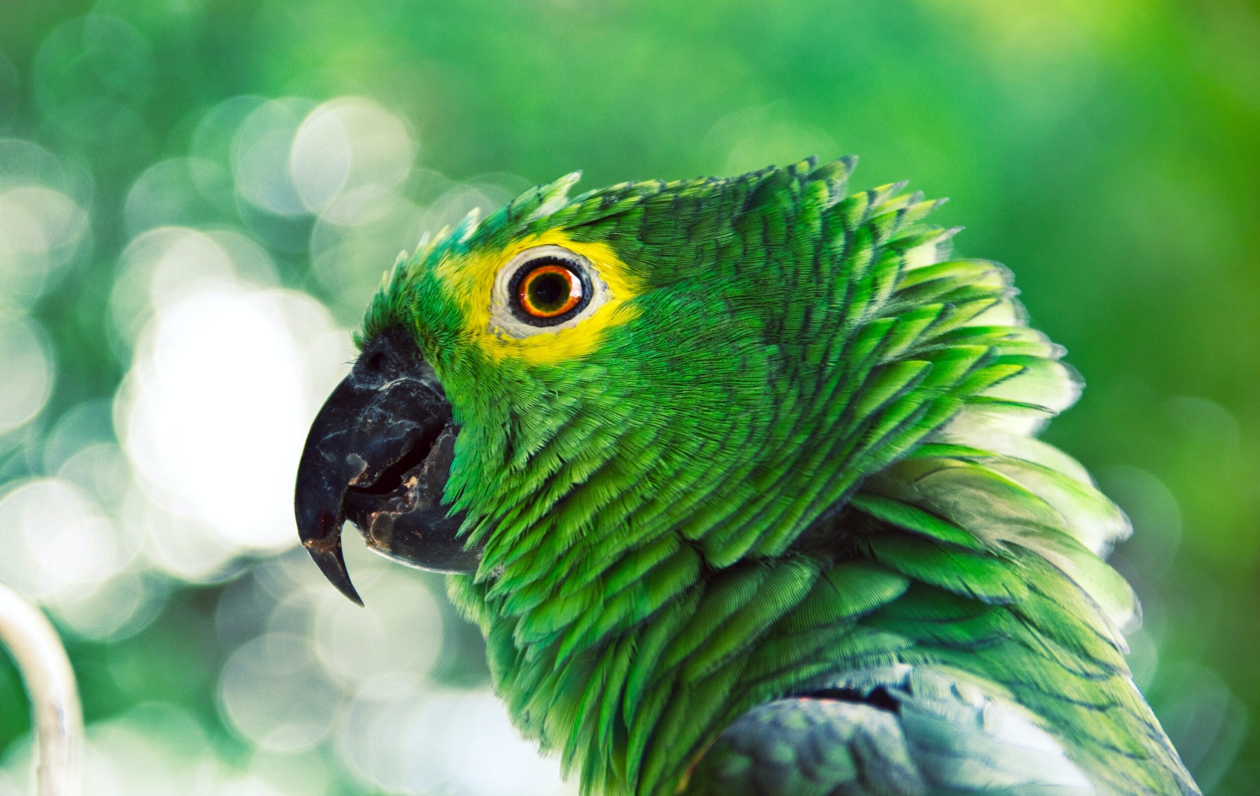 Tener un Loro como Mascota - Loros