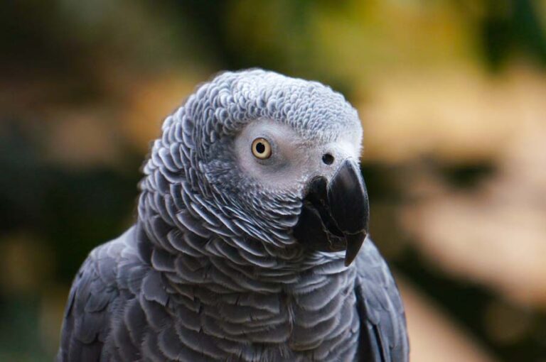Loro Gris Africano | Loros