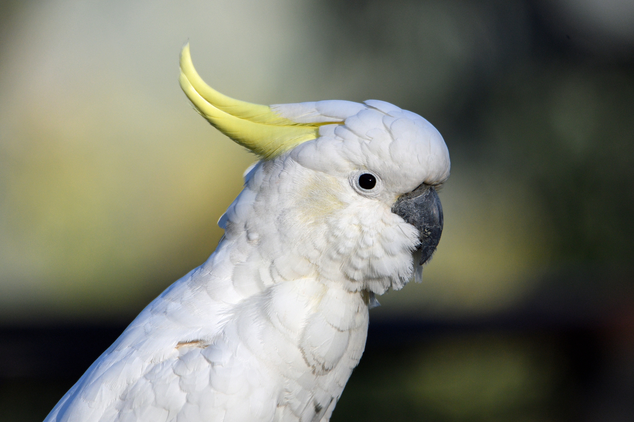 Los 10 Tipos De Loros Más Populares | 2026